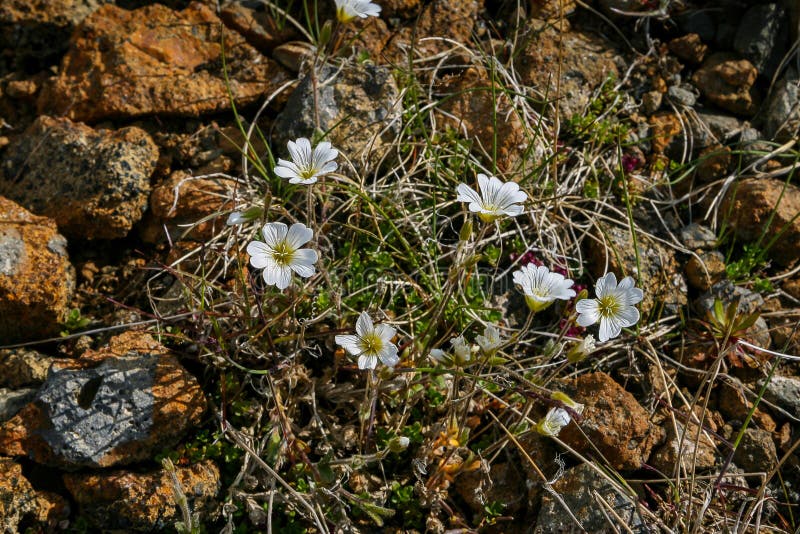 Iceland, 2007, White Iclandic Wild Flowers on a Rocky Ground Stock ...