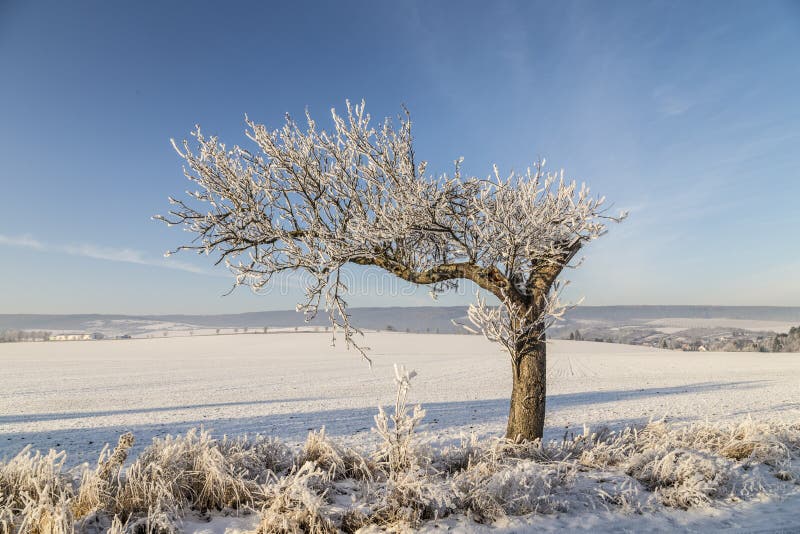 White Icy Trees in Snow Covered Landscape Stock Image - Image of ...