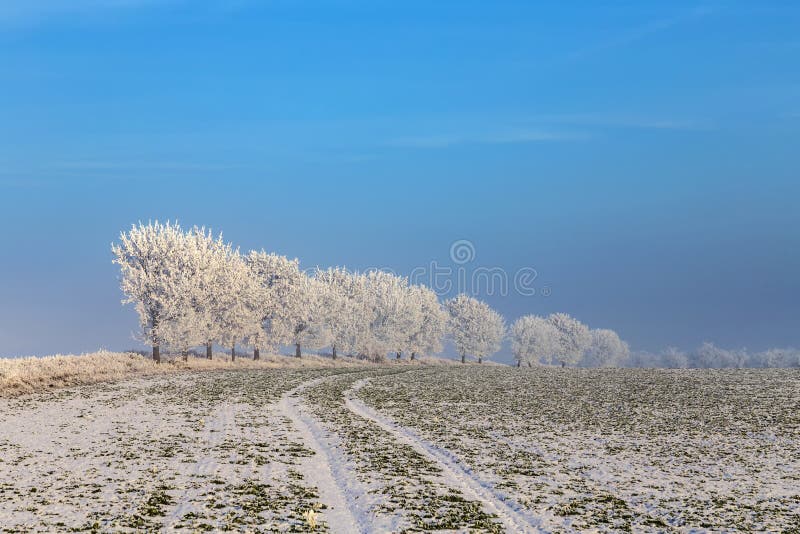 White Icy Trees in Snow Covered Landscape Stock Photo - Image of season ...