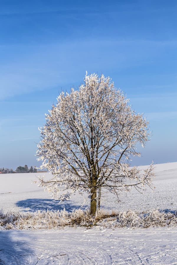 White Icy Trees in Snow Covered Landscape Stock Photo - Image of symbol ...