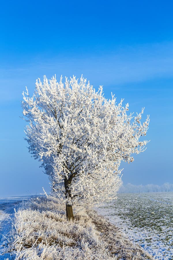 White Icy Trees in Snow Covered Landscape Stock Image - Image of frost ...