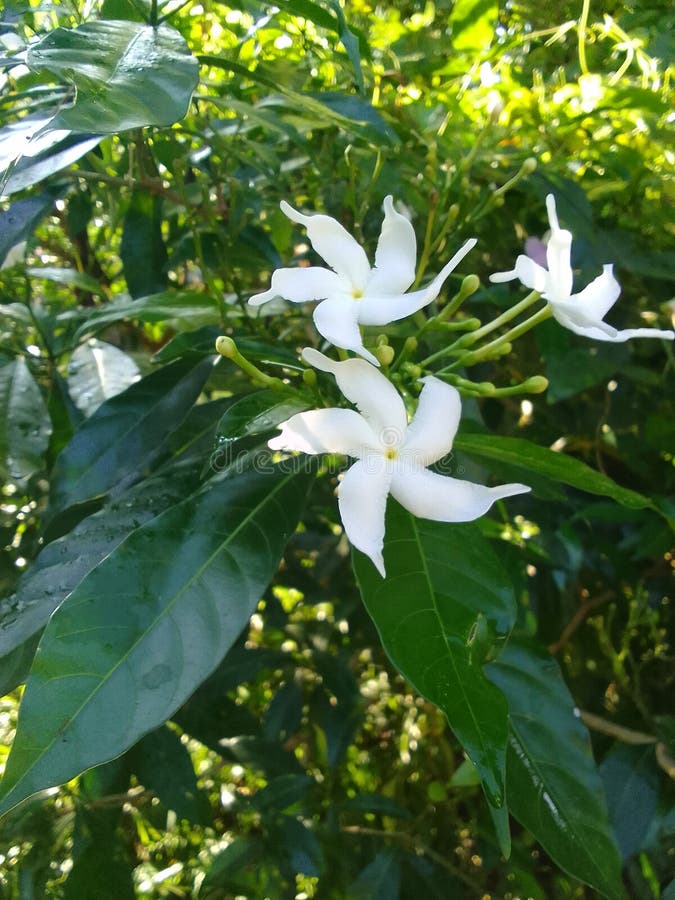 White Idda Flowers on a Tree Branch Stock Photo - Image of tree, idda ...