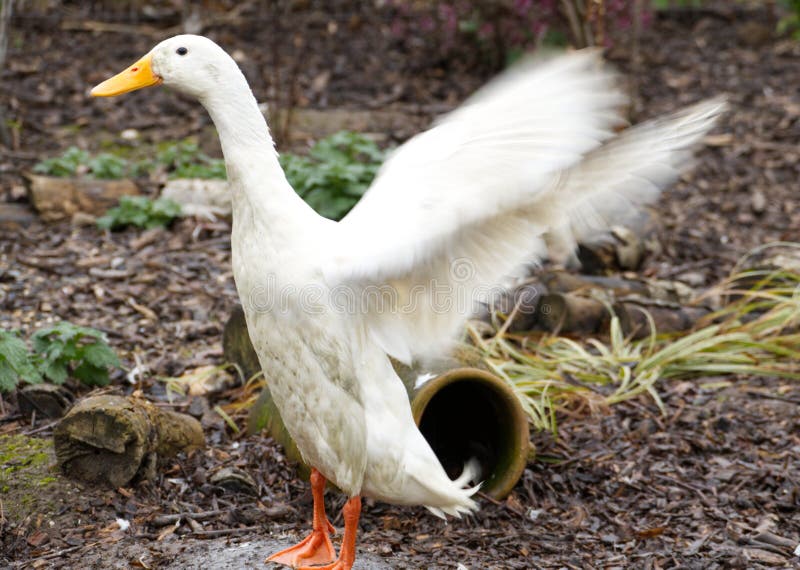 1,309 Duck Wings Zoo Stock Photos - Free & Royalty-Free Stock Photos ...