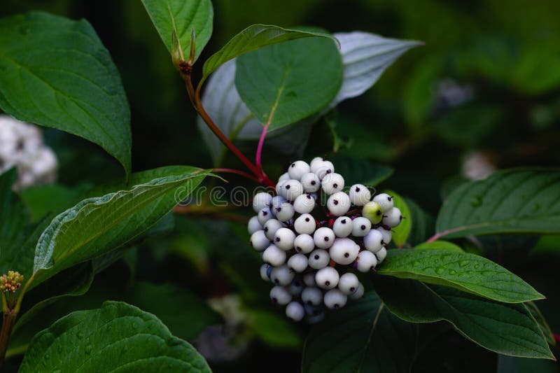 White Indigo Berry, Randia Aculeata in the Garden Stock Image - Image ...