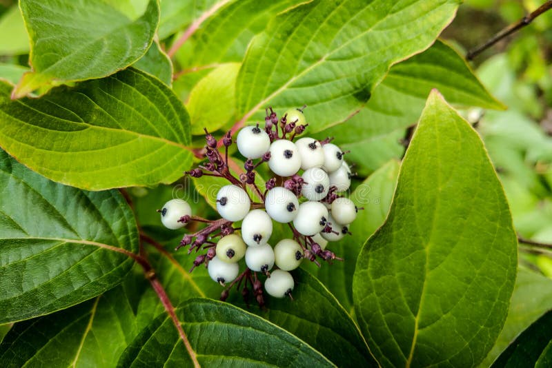 White Indigo Berry, Randia Aculeata in the Garden Stock Image - Image ...