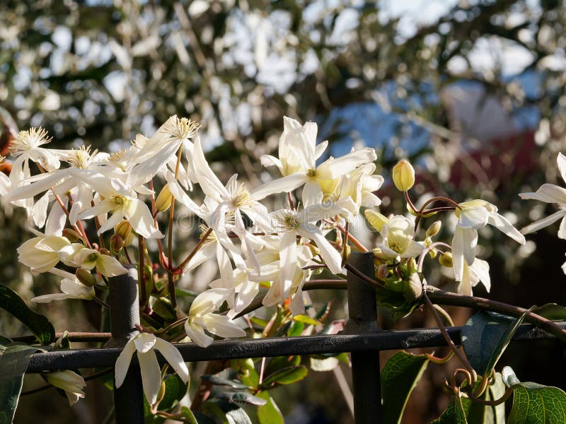 White Inflorescence of Clematis Armandii Climber Plant Stock Photo ...