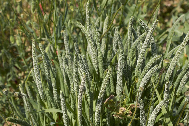 Phleum Pratense Grass in Bloom Stock Image - Image of poaceae, common ...