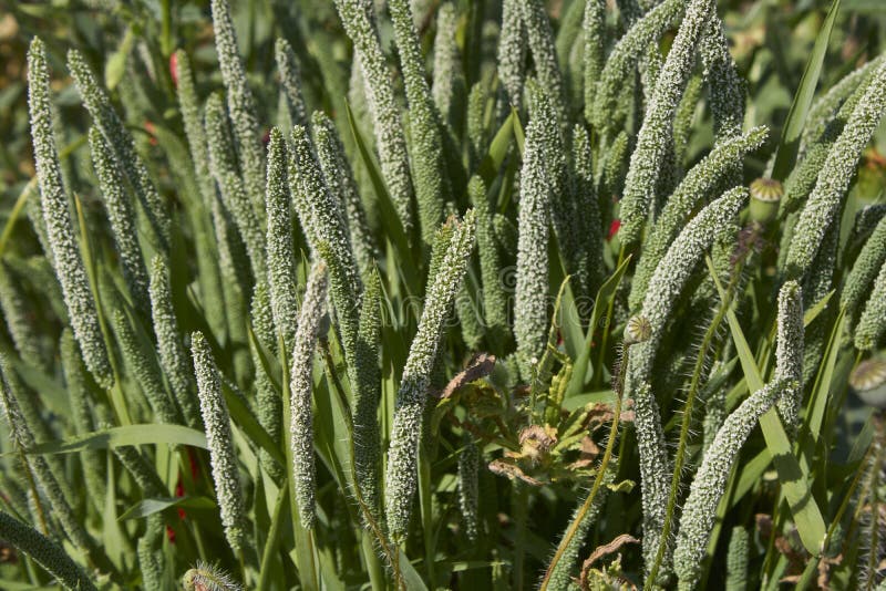 Phleum Pratense Grass in Bloom Stock Photo - Image of cats, grass ...