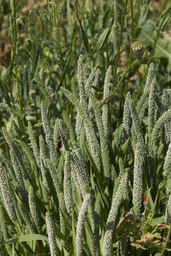Phleum Pratense Grass in Bloom Stock Image - Image of leaf, nature ...