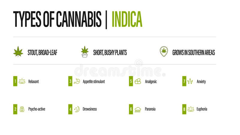 White Information Poster of Types of Cannabis with Infographic. Indica ...