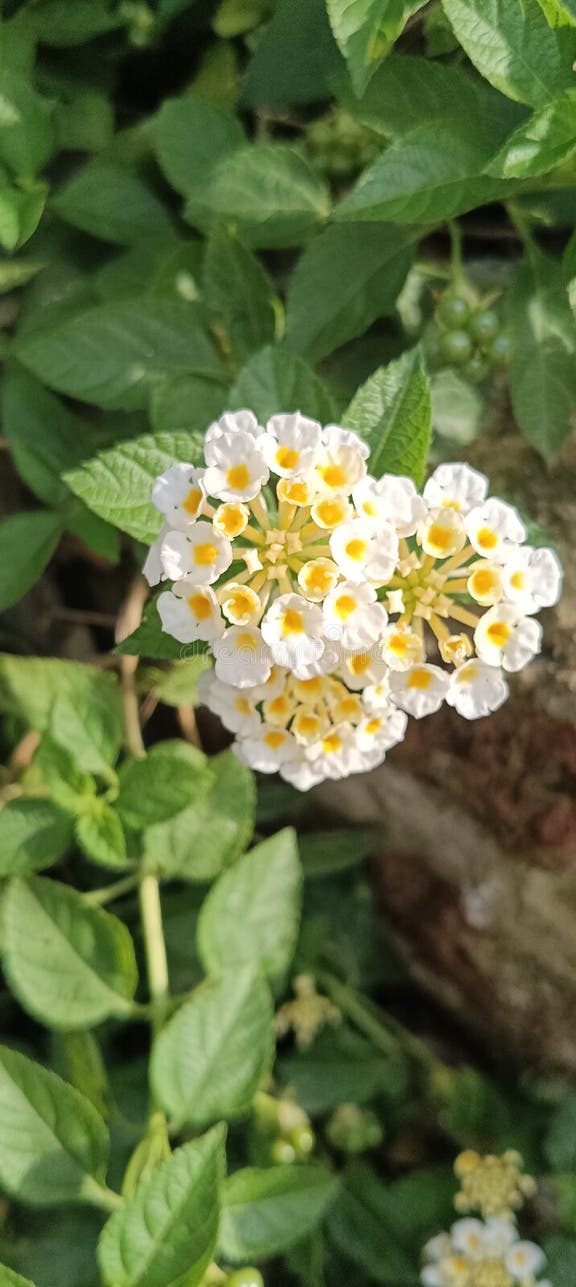 White ini the morning stock photo. Image of shrub, evergreen - 360513744