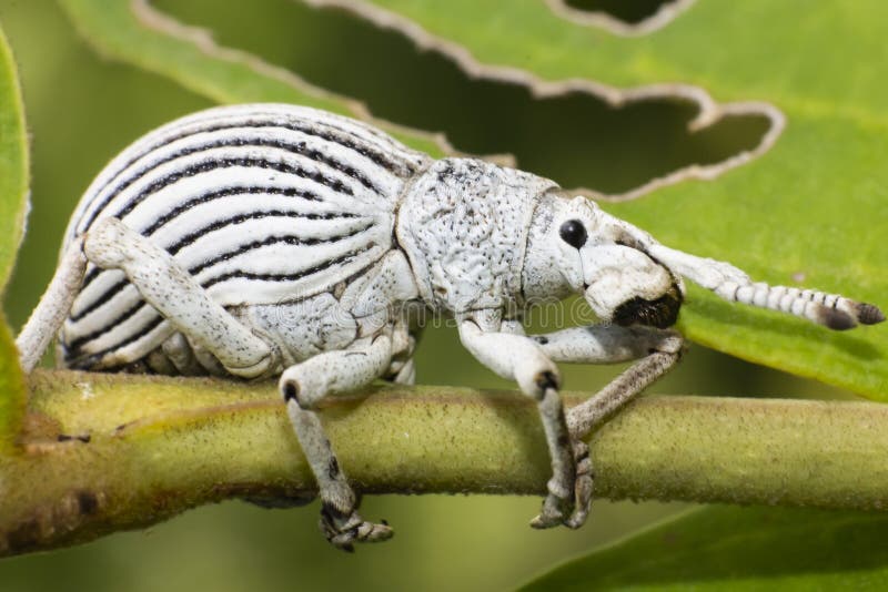 White Insect with Blue Dots on Wings Stock Image - Image of macro ...