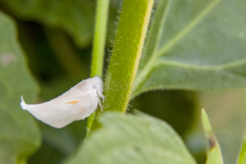 White insect images stock photo. Image of herb, white - 217373612
