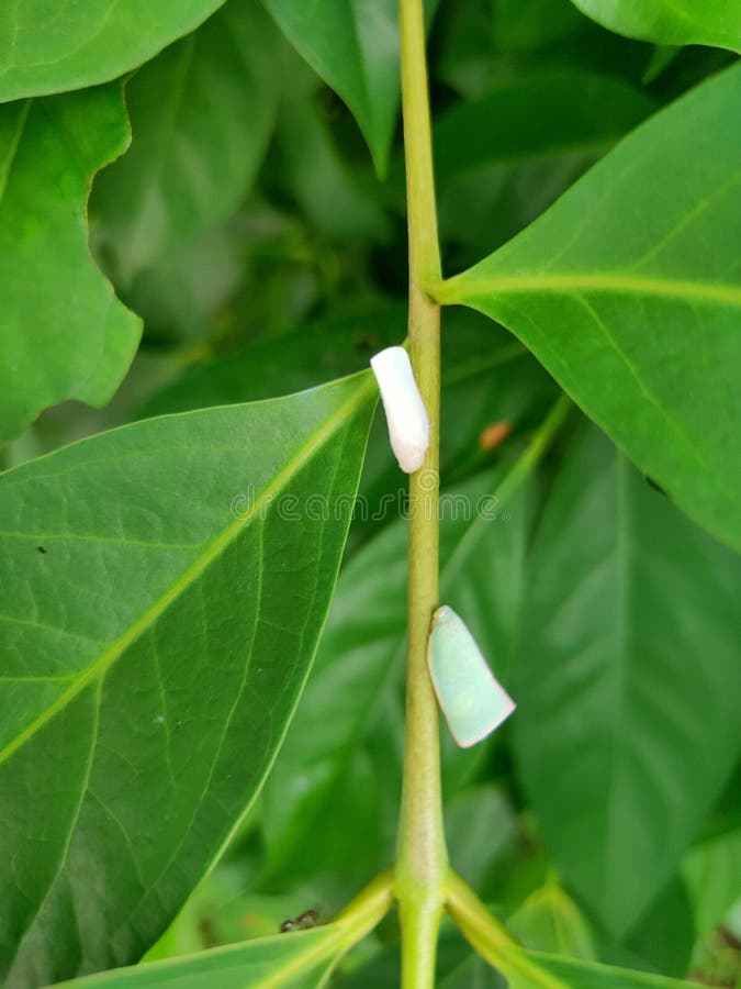 2 White Insect Pests are on the Stems of Soursop Leaves Stock Image ...