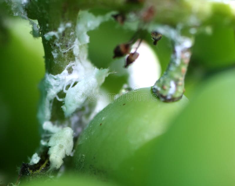 White insects on the plant stock image. Image of botany - 97051839