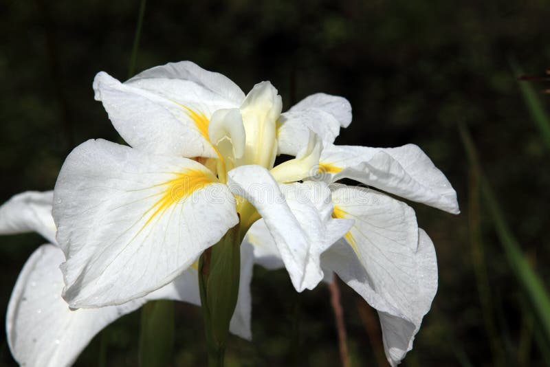 White Iris stock photo. Image of foliage, iris, garden - 12708318