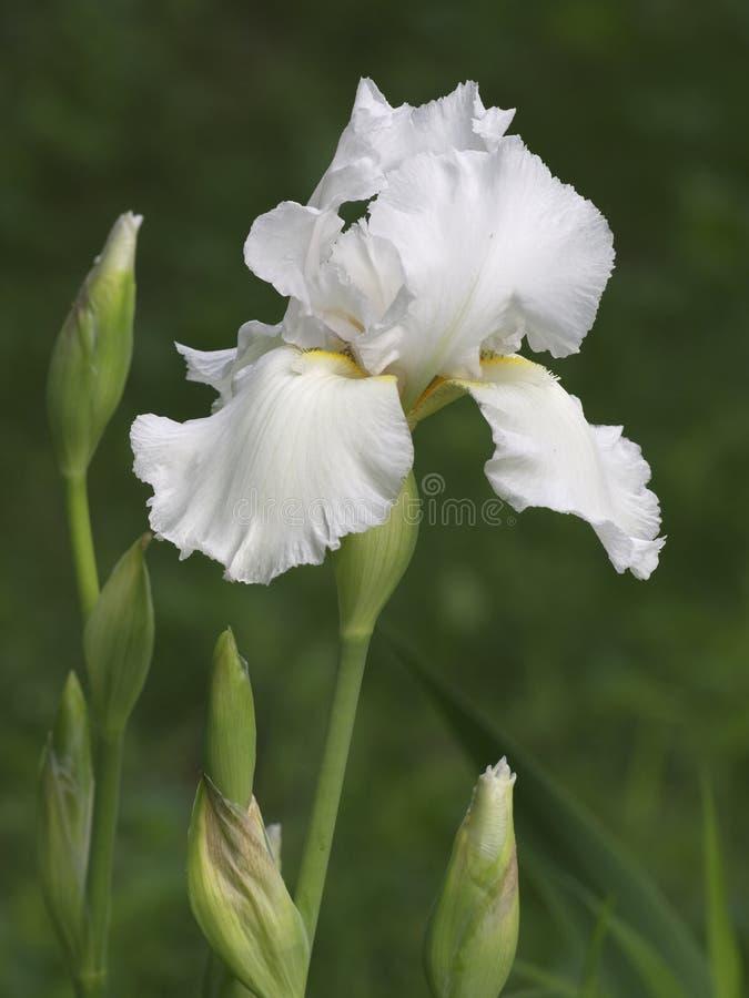 White iris stock image. Image of flower, bearded, plant - 14486135