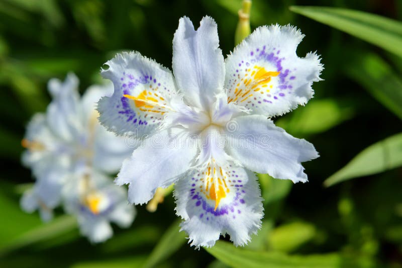 White Iris stock image. Image of yellow, blue, floral - 20096967