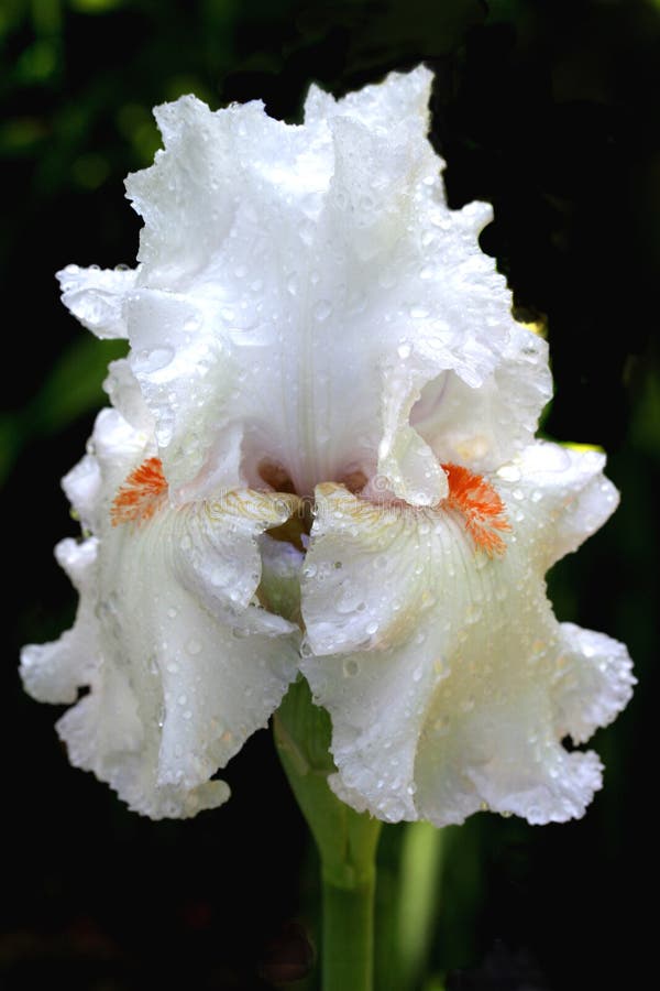 White Iris stock image. Image of raindrops, blooming, nature - 793733