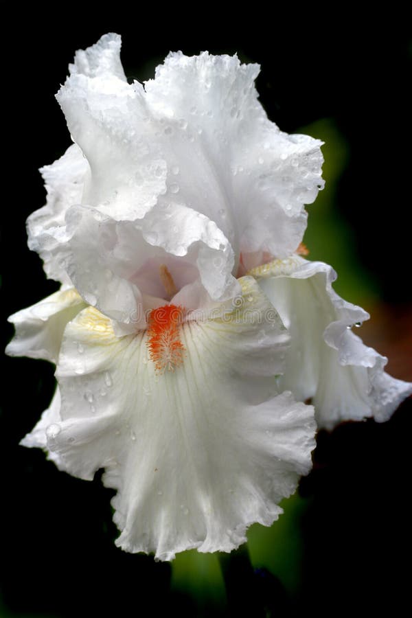 White Iris stock image. Image of raindrops, blooming, nature - 793733