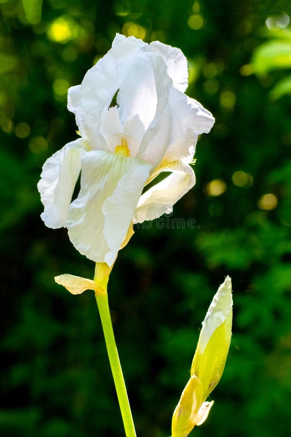 White Iris Blooms in the Garden in Sunny Weather Stock Image - Image of ...