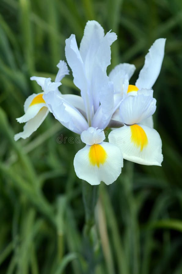 White Iris flower stock photo. Image of petals, season - 60320722