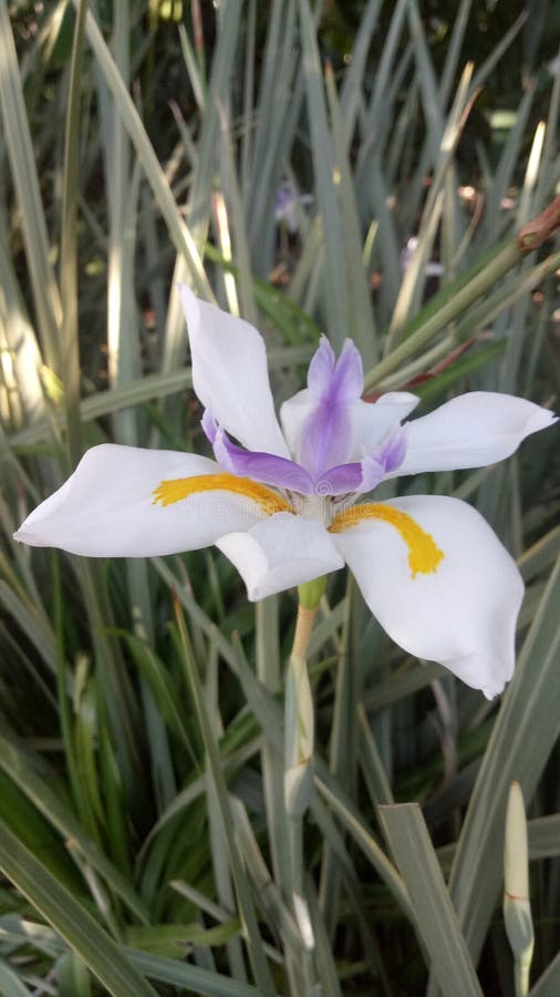 White Iris Flower in Bushes Stock Photo - Image of flower, backdrop ...