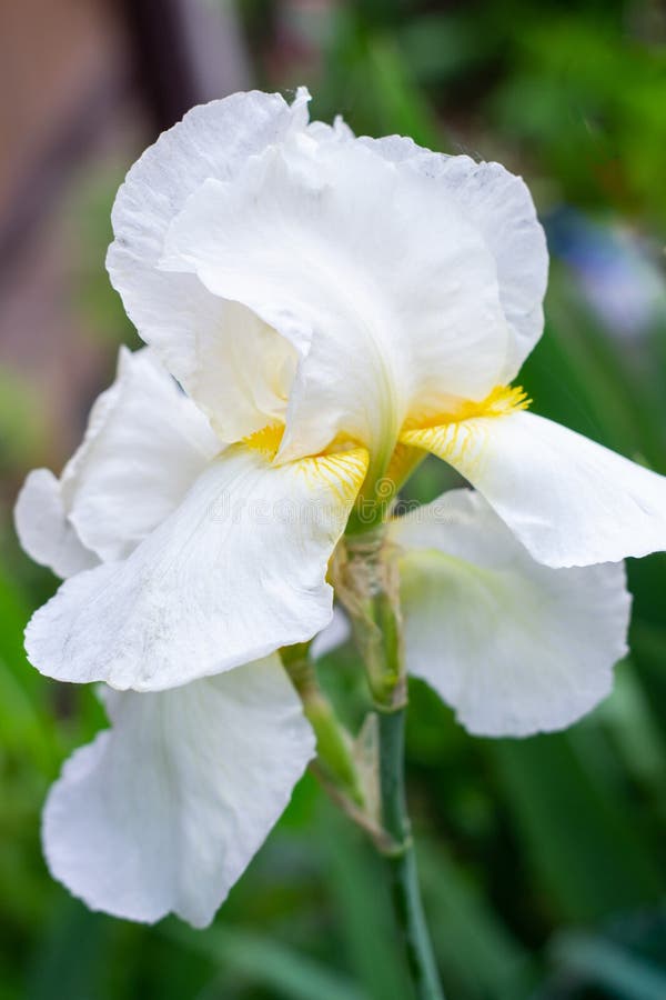 White Irises Bloom in the Garden in a Flowerbed Stock Image - Image of ...