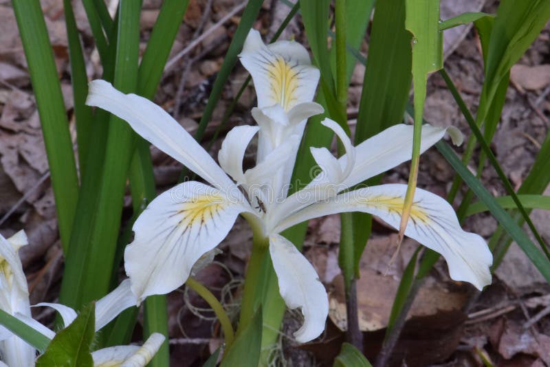 White Iris in the Wild stock photo. Image of foliage - 111438760