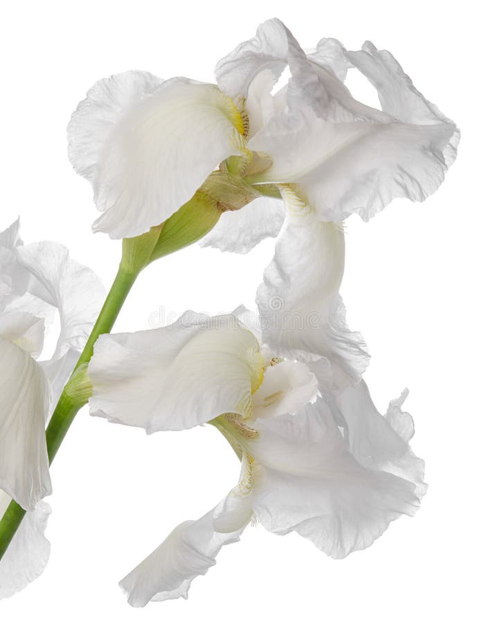 White Iris Flower Head on Stem Isolated on White Background Stock Photo ...
