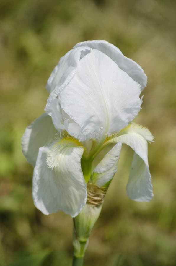 White Iris Flower stock photo. Image of flower, bloom - 40092460