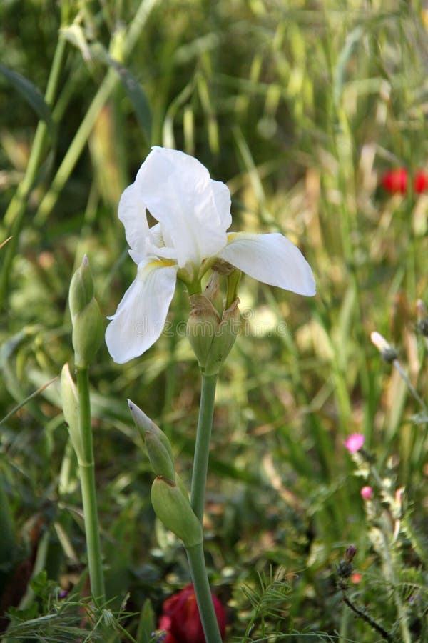 White Iris Flower Plant in the Field Stock Photo - Image of wild, field ...