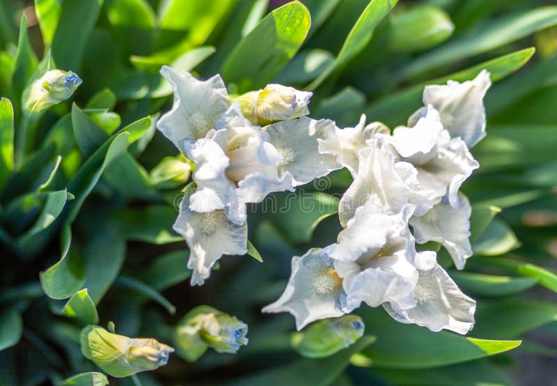 Iris Bunch stock image. Image of garden, macro, flower - 34615541