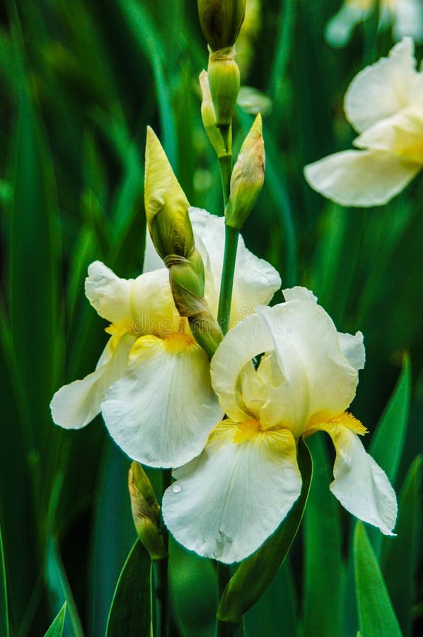 White Iris Flowers on a Background of Vegetation Close-up Stock Photo - Image of petal, violet ...