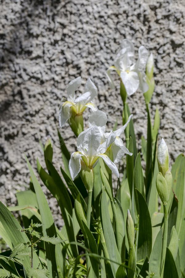 White Iris Iris Hybrida Grows on the Flower Bed Stock Photo - Image of ...