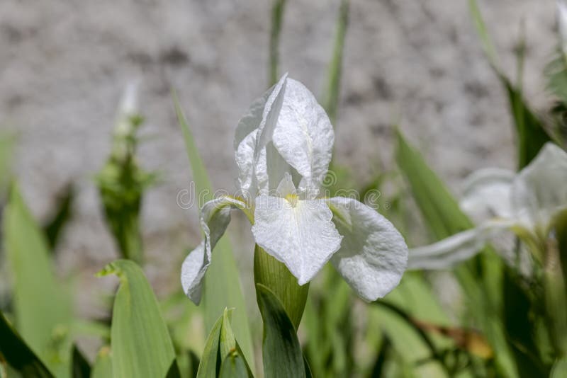 White Iris Iris Hybrida Grows on the Flower Bed Stock Photo - Image of ...