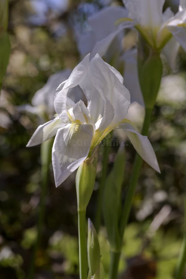 White Iris (Iris Hybrida) Grows on the Flower Bed Stock Photo - Image ...