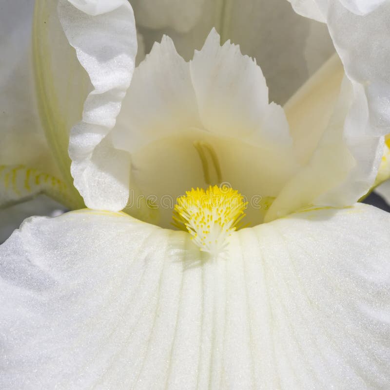 White Iris Spring Flowers in a Garden. Iris Flower Stock Image - Image ...