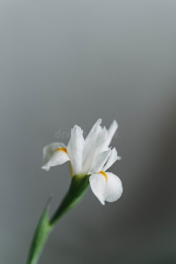 White iris stock photo. Image of columbus, iris, kraspedia - 326590776