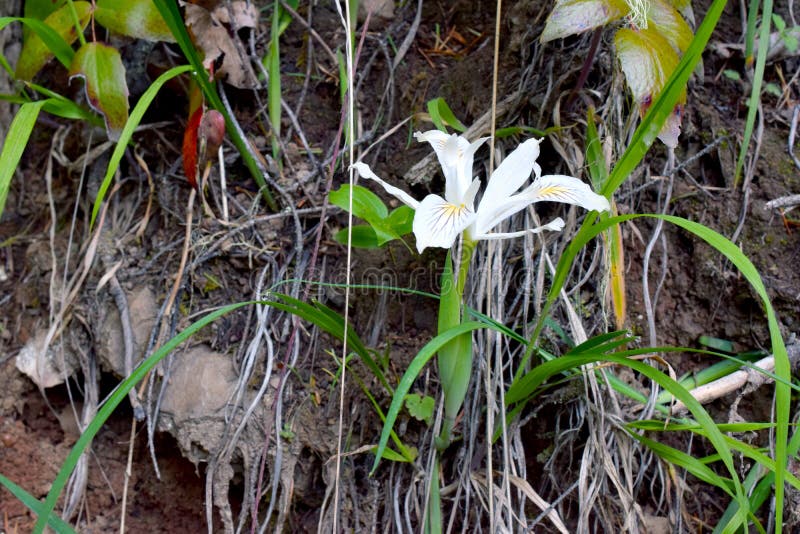 White Iris Wild Flower in Foliage Stock Image - Image of flower ...