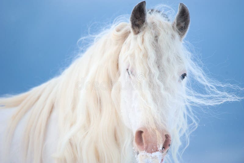 White Irish Cob with Long Curvy Mane Head Detail Closeup Stock Photo ...