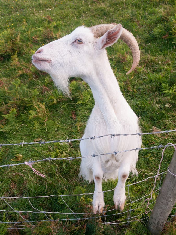 White irish goat stock photo. Image of grazing, white - 61964954