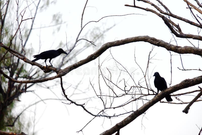 Crows Sitting on the Fence in the Valley Stock Image - Image of black ...