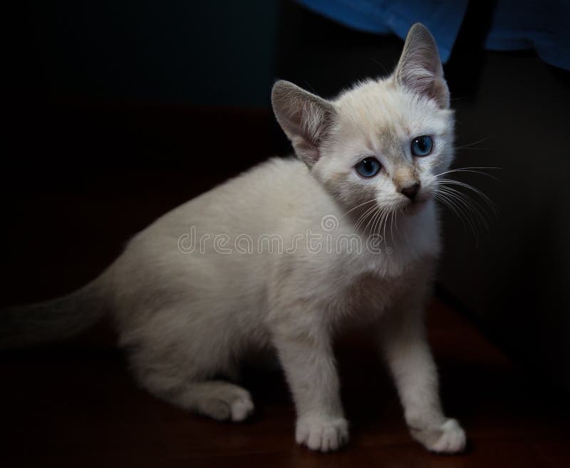 Isolated kitten stock photo. Image of dappled, downy, inspect - 743544