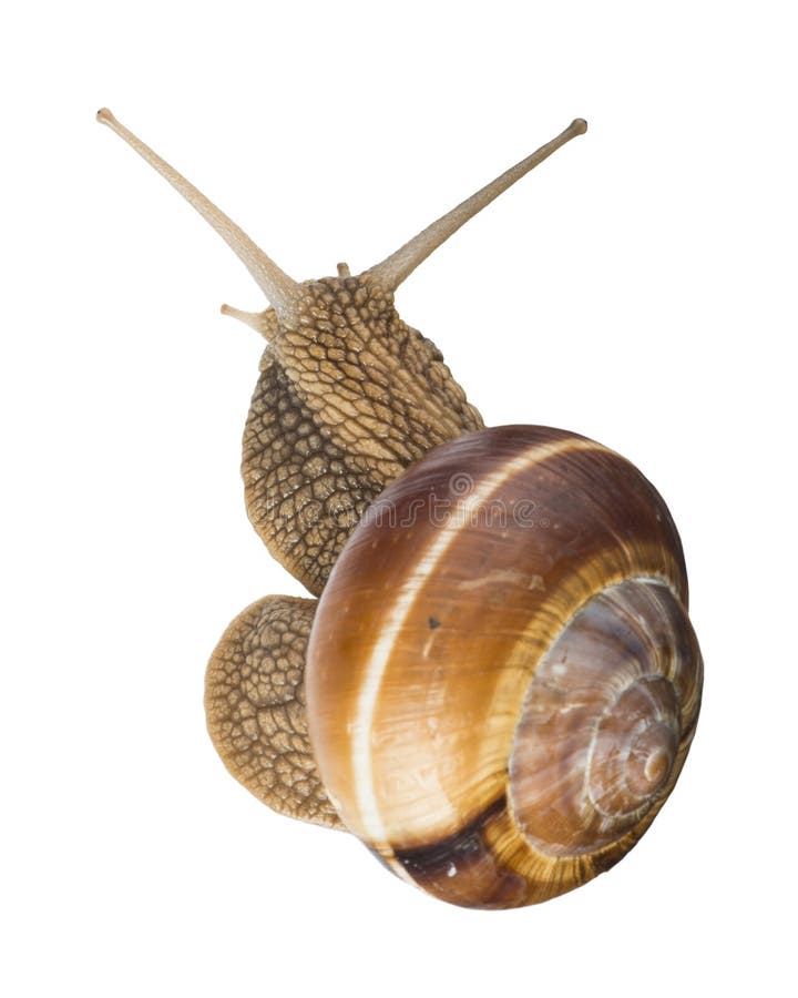White isolated snail stock image. Image of antenna, speed - 33618387