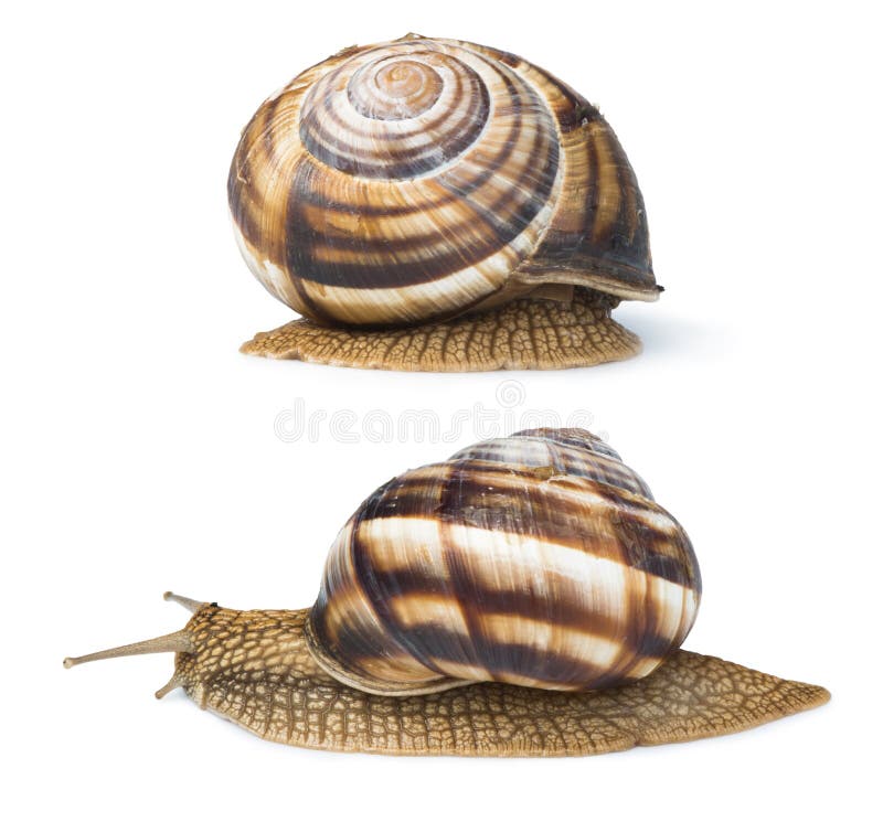 White isolated snail stock photo. Image of motion, helix - 33622076