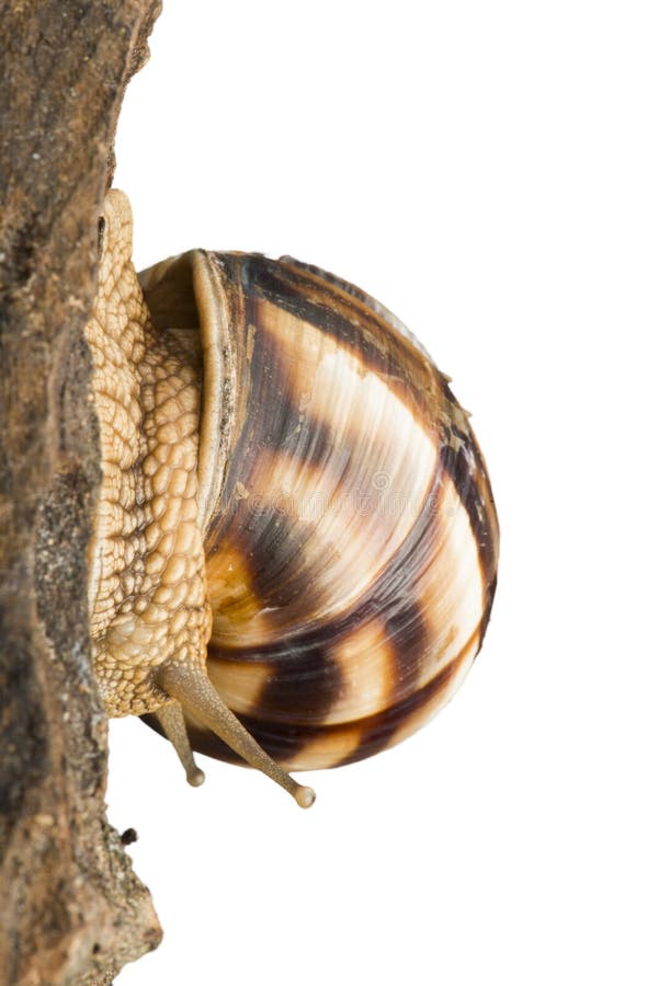 White isolated snail stock image. Image of studio, macro - 33624319
