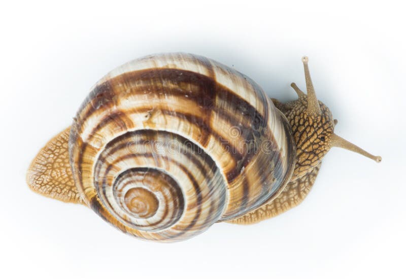 White isolated snail stock photo. Image of animal, white - 33656860