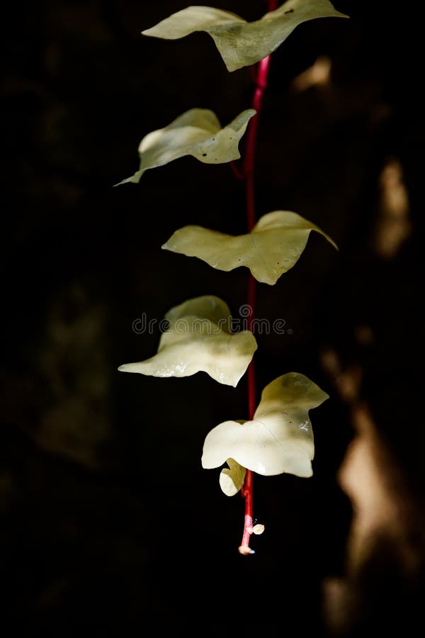 White Ivy in the Garden of Santos in Penaguila Stock Photo - Image of ...