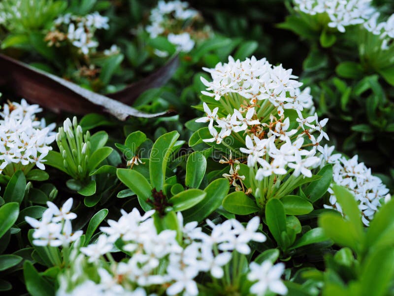 White Ixora stock photo. Image of ixora, flowers, small - 74168378